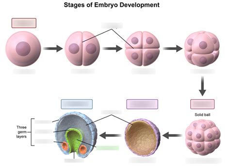 Dat Stages Of Embryonic Development Diagram Quizlet