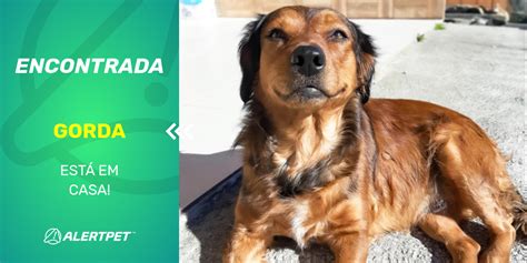 Cachorro Encontrado Palhoça SC Gorda AlertPet
