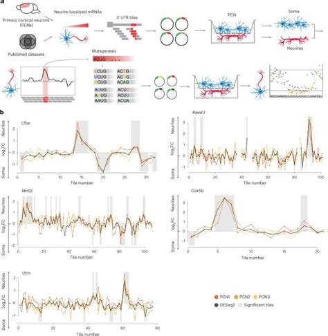 Massively Parallel Identification Of Mrna Localization Elements In Primary Cortical Neurons R