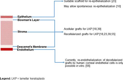 Decellularization Methods For Developing Porcine Corneal Xenografts And Future Perspectives Pmc
