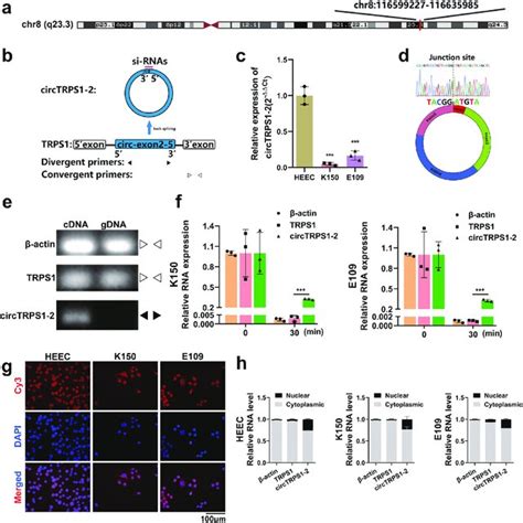 Characterization And Subcellular Localization Of Circtrps1 2 In Escc