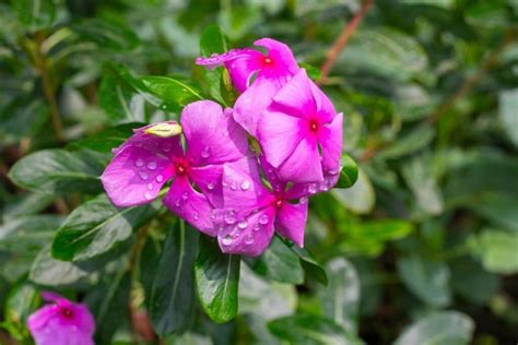 Periwinkle Flower Meaning And Symbolism Of Vinca Florgeous