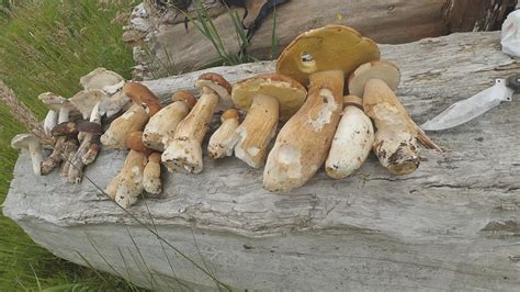 Гриби 2020 Гриби у Червні Youtube