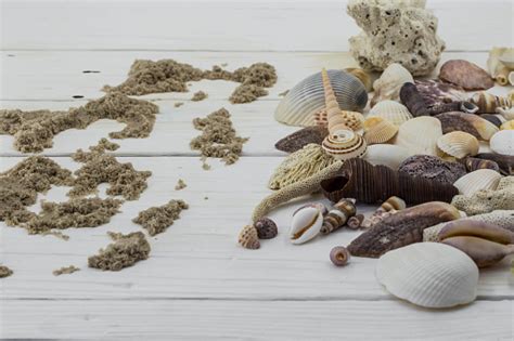 조개 껍질 산호 껍질 불가사리 흰색 배경에 고립 된 다양한 0명에 대한 스톡 사진 및 기타 이미지 0명 개체 그룹 계절 Istock