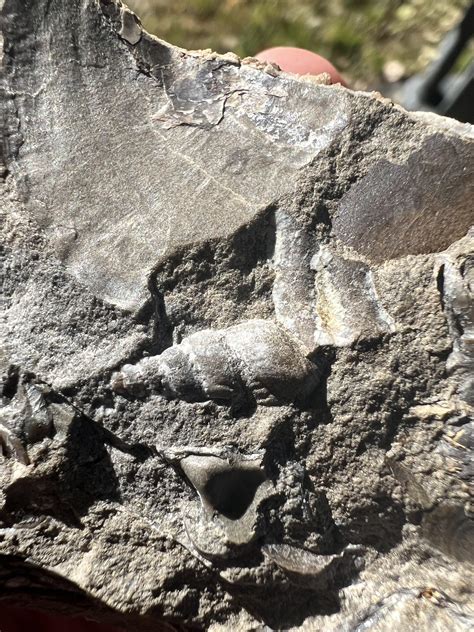 Sea Snail Fossil From Larimer County Colorado R Fossils