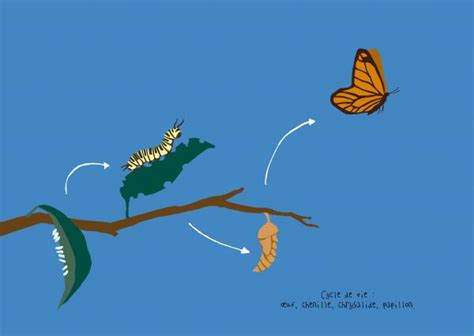 Les Sciences Naturelles De Tatsu Nagata Le Papillon