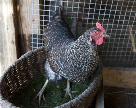 La Gallina Manchada Es Una Gallina En Un Gallinero De Pollo Rústico