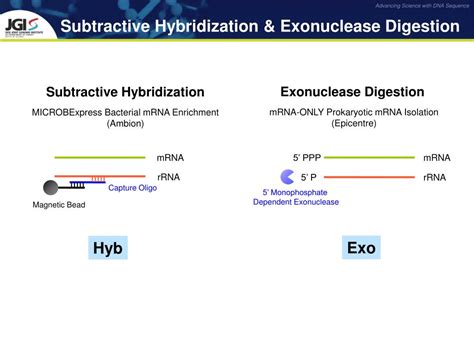 Ppt Metatranscriptomics Challenges And Progress Powerpoint