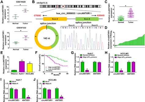 Circantxr1 Was A Stable Circrna With High Expression In Hcc A