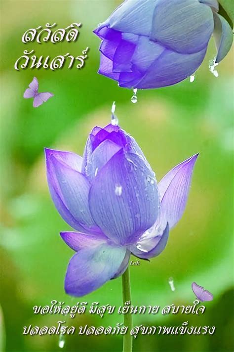 สวัสดีวันเสาร์  ดอกไม้สีม่วง สวัสดีตอนเช้า วอลล์เปเปอร์ธรรมชาติ