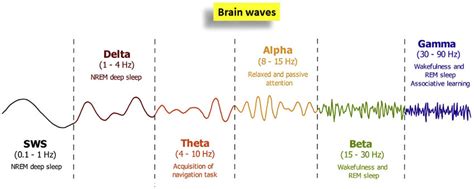 The Six Major Brain Waves In The Human Electroencephalogram The Brain Download Scientific