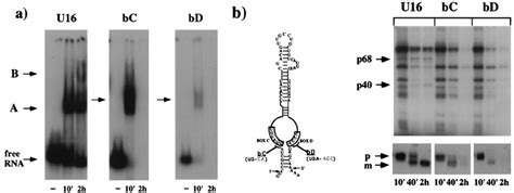 Box Cd Mutant Analysis A Time Course Of In Vivo Snornp Complex