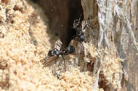 How To Get Rid Of Carpenter Ants In A Tree Hassle Free