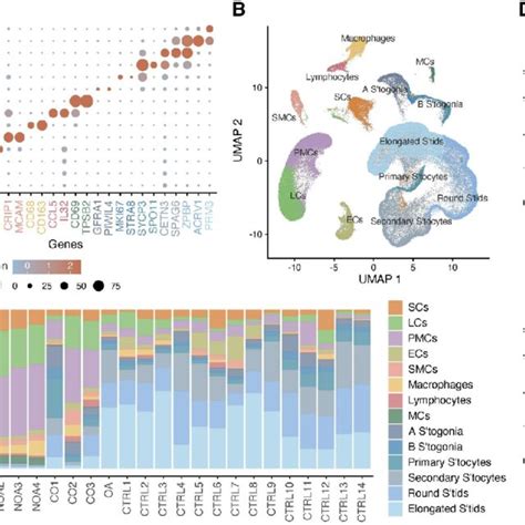 Annotation Of The Different Testicular Cell Types A Dotplot