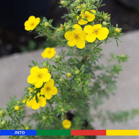 Лапчатка желтая (Potentilla erecta)