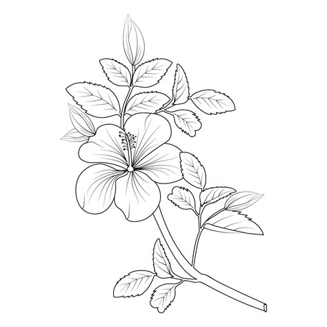 Hibiscus Flower Drawings