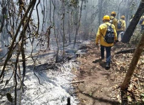 Incrementan Los Incendios En Quintana Roo Durante El 2023 Poresto