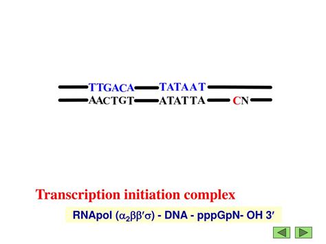Ppt Lecture 3 Rna Biosynthesis Transcription Powerpoint