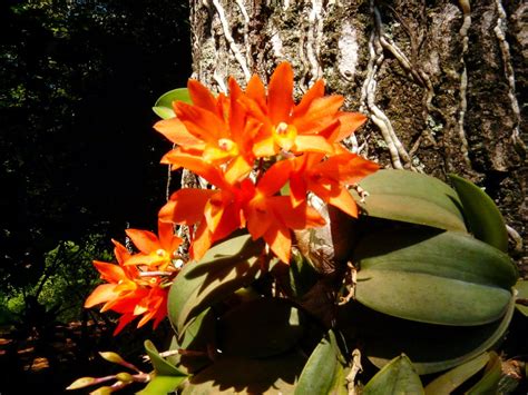 Cultura Guaraní La Cattleya Cernua Orquidea
