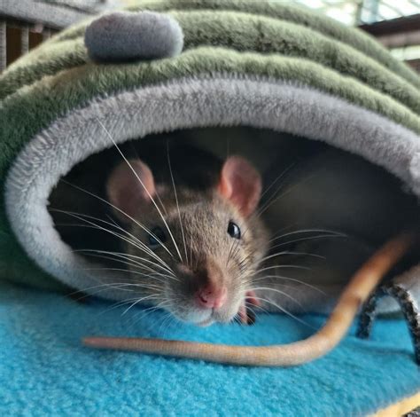 appreciation post for maple r rats