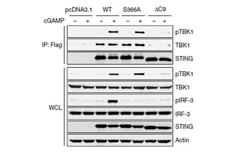 科学网— 转载 Sting 与 Cgas的结合导致tbk1 激酶募集和活化 Medchemexpress 仇伟伟的博文