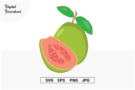 Guava Vector Graphic By Ikkilodesign · Creative Fabrica