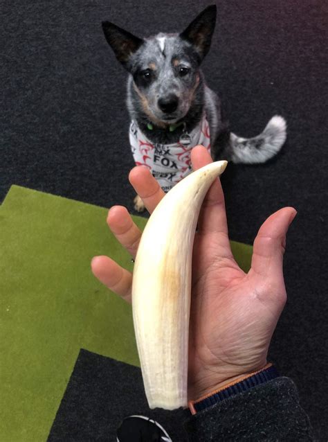 Sperm Whale Tooth Rodney Fox Shark Expeditions