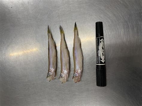 本ししゃも 北海道産 メス 30尾 ｜仕入れなら業務用食材卸売市場mマート