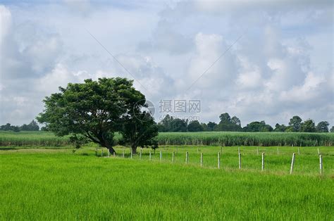 泰国的稻米田耕地农场绿色乡村稻田谷物甘蔗农业粮食食物高清图片下载 正版图片320536613 摄图网