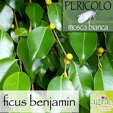 Ficus Benjamin Perde Le Foglie Agragarden