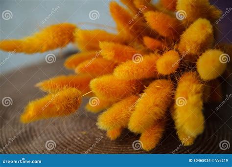 Orange Bunnyrabbit Tail Grass Lagurus Dry Flower Bouquet On W Stock