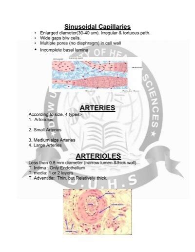Sinusoidal Capillaries