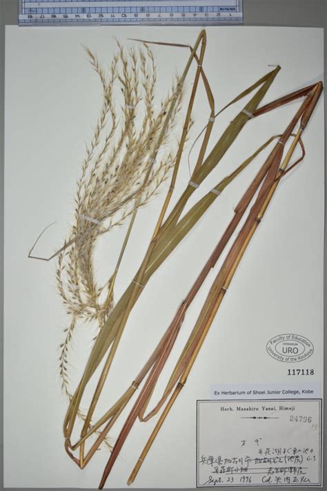 URO117118 琉球の植物ラボ