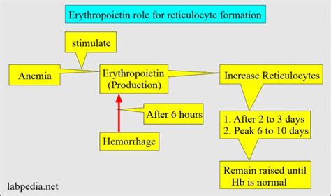 Reticulocyte Count Retic Count And Interpretations