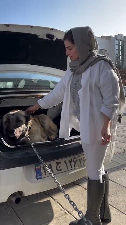 درست سگ هیکلیه ولی خیلی می ترسه حیوونی Youtube