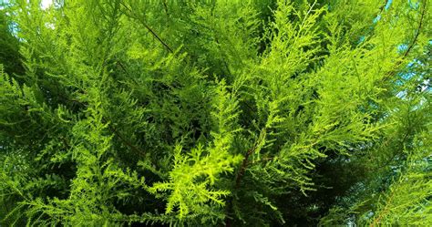 Java Moss Taxiphyllum Barbieri Care Sheet Aquariadise