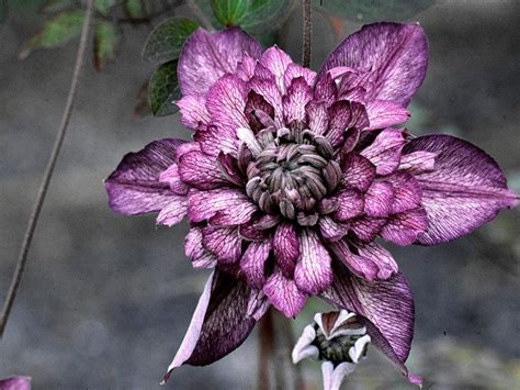 Clematis Cassis Summer Flowering Clematis
