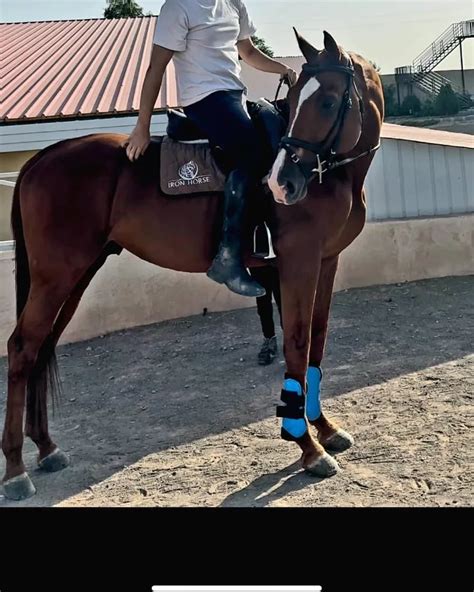 Araz Gharanjik ‎🔻🔻 مادیان دوخون ٨ ساله به نام کینگ لین 🔻🔻 پدر کینگ اودسان مادر شایلین