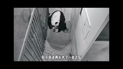 旅美大熊貓美香一家在美國華盛頓特區史密森尼國家動物園 遭遇了什麼待遇 促使大眾關注聲援 Youtube