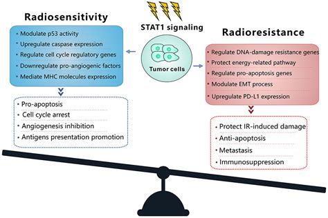 Targeting Ifn Stat1 Pathway As A Promising Strategy To Overcome Radior