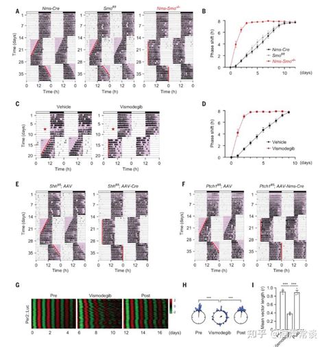 Science 生物钟研究新进展！军事医学研究院李慧艳和张学敏团队发现大脑scn神经元的初级纤毛是调控机体节律的细胞器 知乎