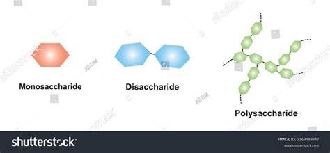 Scientific Designing Differences Between Monosaccharide Disaccharide Vetor Stock Livre De
