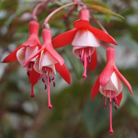 Fuchsia Royal Mosaic - Fuchsiahaven