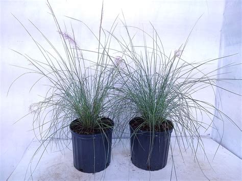 Buy Muhlenbergia Capillaris Gulf Coast Muhly Grass Hair Awn Muhly