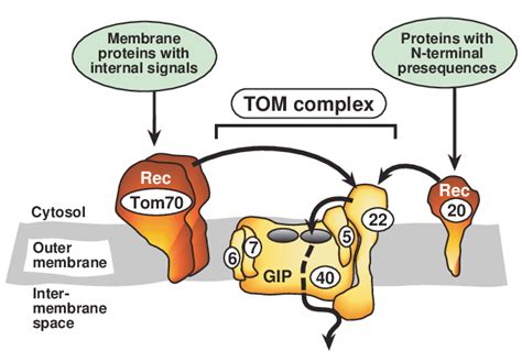 Schematic Representation Of The Mitochondrial Outer Membrane