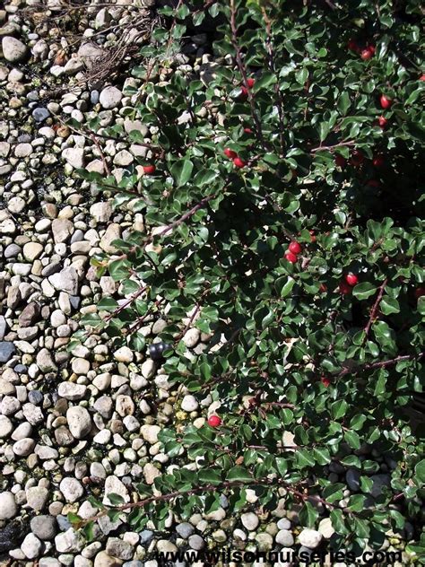 Cranberry Cotoneaster Wilson Nurseries