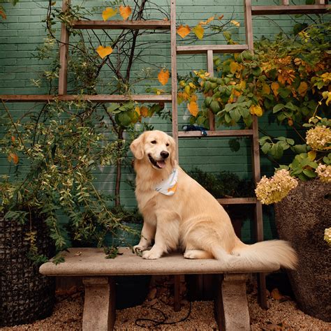 Do Indoor Dog Parks Exist