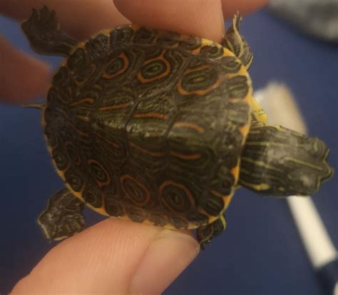 Does My Turtle Have A Fungal Infection R Turtle