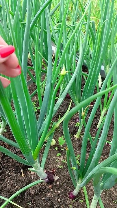 Почему лук дал стрелку 2 причины продляем рост Youtube