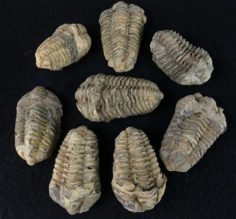 Lot Collection Of 8 Trilobite Fossil Specimens